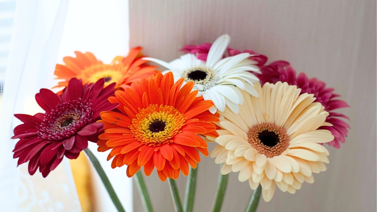 10 Macam - Macam Bunga Hiasan untuk Percantik Ruangan - FOMU