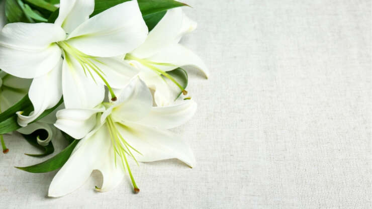 10 Macam - Macam Bunga Hiasan untuk Percantik Ruangan - FOMU