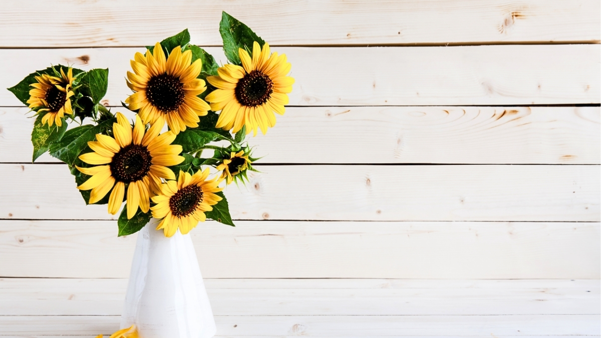 10 Macam - Macam Bunga Hiasan untuk Percantik Ruangan - FOMU